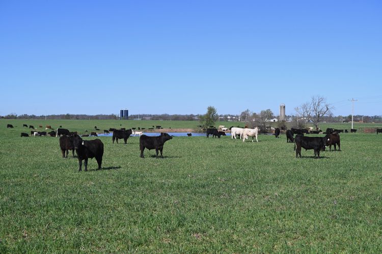 Drip Irrigation Supports Three-Way Cropping in Missouri | NutraDrip ...