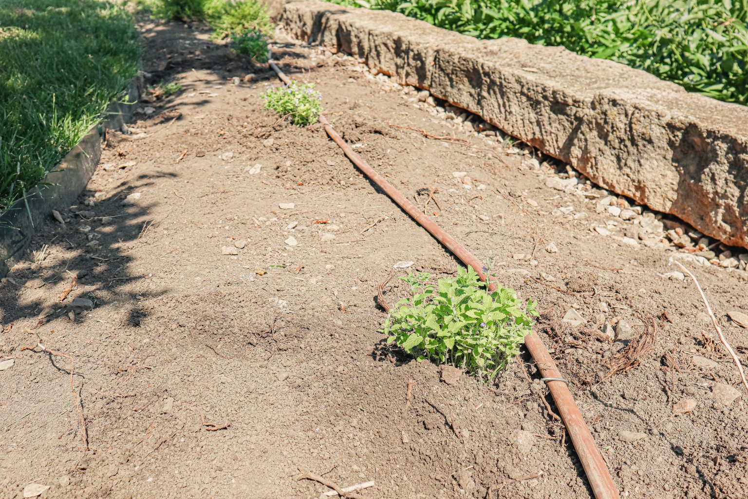 Surface or Subsurface? Understanding the Right Drip Irrigation for Your ...