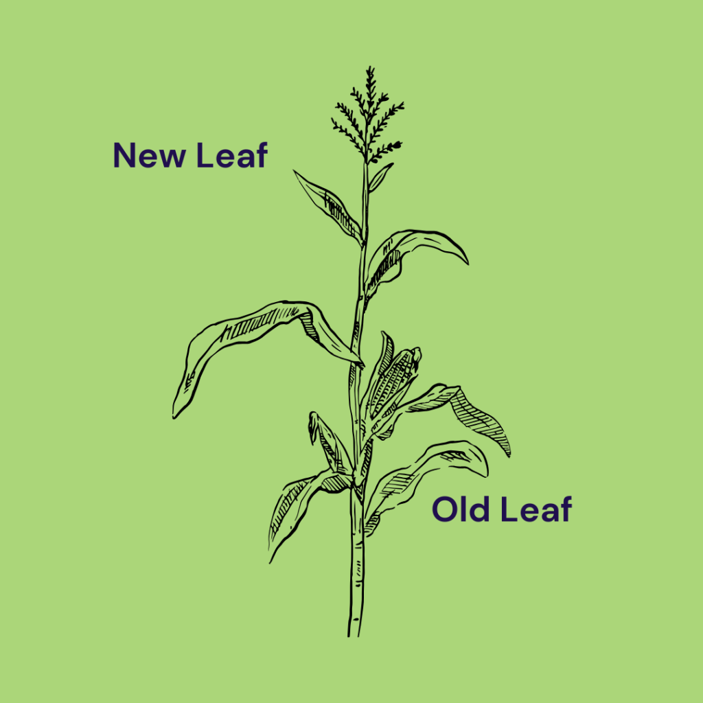 How to Take Sap Samples in Corn and Soybeans | NutraDrip Irrigation Systems