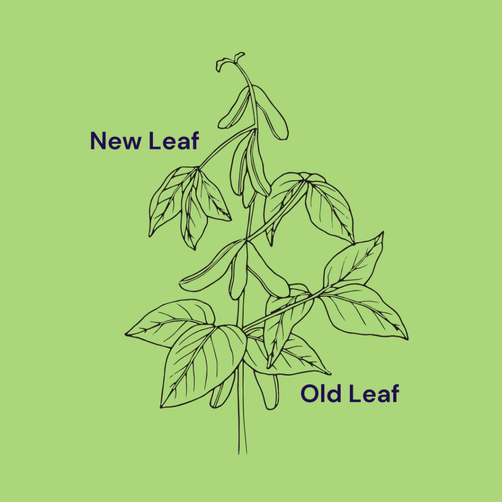 How to Take Sap Samples in Corn and Soybeans | NutraDrip Irrigation Systems