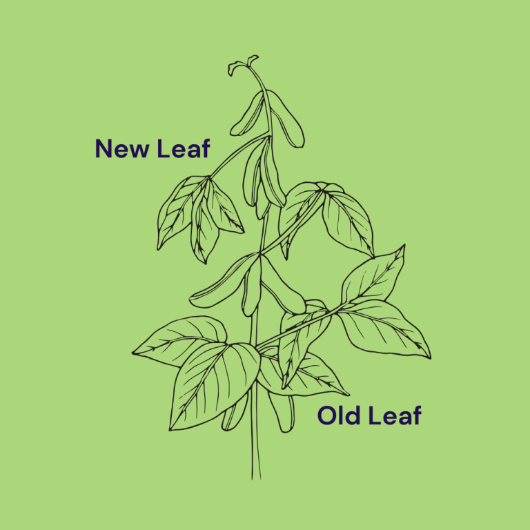 How to Take Sap Samples in Corn and Soybeans | NutraDrip Irrigation Systems